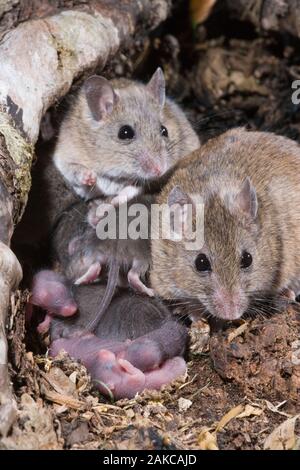 MULTIMAMMATE MOUSE or African Soft-furred Rat Praomys (Mastomys ...