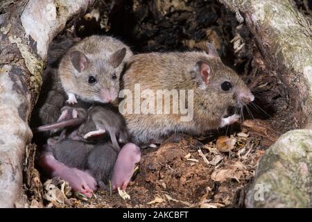 MULTIMAMMATE MOUSE or African Soft-furred Rat Praomys (Mastomys ...