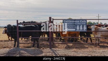 Cattle on Arizona Feedlot Stock Photo - Alamy