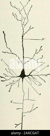 Ox spinal cord Stock Photo - Alamy