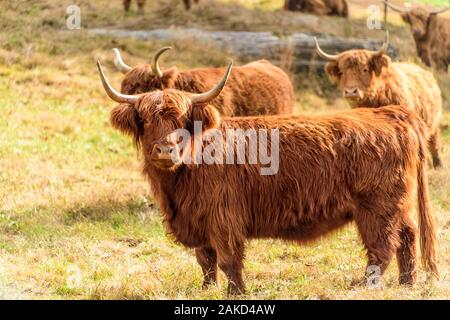 Red long haired Scottish Highland Cattle Stock Photo - Alamy