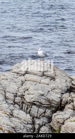 Black Sea seagulls resting in the sunlight Stock Photo - Alamy