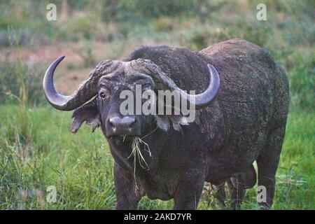 Cape buffalo mating, African buffalo mating Stock Photo - Alamy