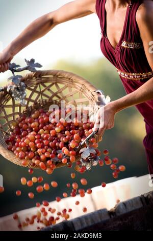Mid-adult woman tipping a basket of fresh grapes into a wooden barrel ...