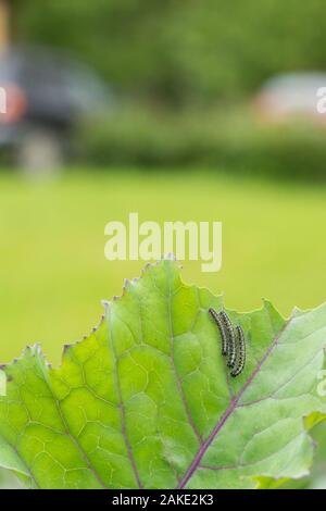 The caterpillar larvae of the cabbage white butterfly eating the leaves ...