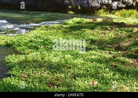 Watercress growing on rock with natural spring water flowing at ...