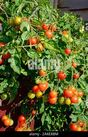 Cascading red cherry tomatoes on their plant growing. Rapunzel variety ...