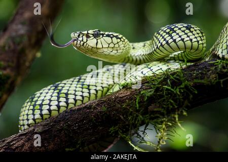 Sumatran pit viper (Trimeresurus sumatranus) female in rainforest ...