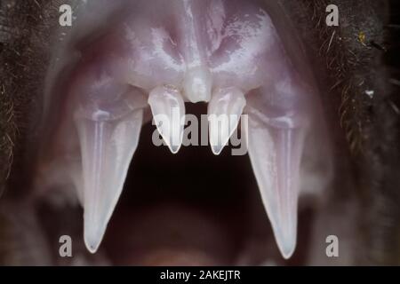 Angolan free-tailed bat (Mops condylurus) portrait, Democratic Republic ...