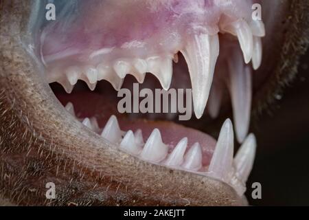 Angolan free-tailed bat (Mops condylurus) portrait, Democratic Republic ...