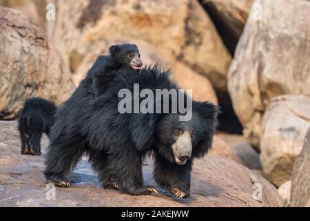 Sloth Bear family (Melursus ursinus), mother with two babies fighting ...