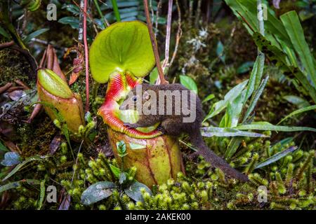 Kinabalu Pitcher-Plant, Nepenthes X Kinabaluensis, Kinabalu National ...