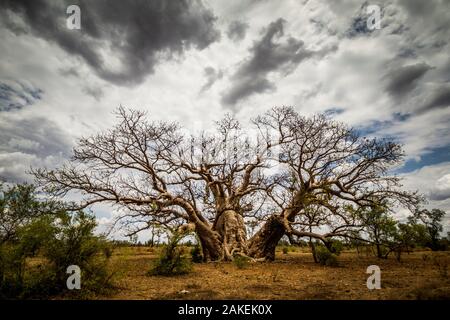 Australian Baobab (Adansonia gregorii) trees, Kimberley, Western ...