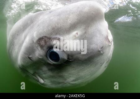 Giant sunfish Mola mola, close to the surface, feeding on zoo plankton ...