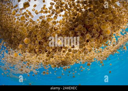 Thimble jellyfish, Linuche unguiculata, My Paradise Reef, Cabilao ...