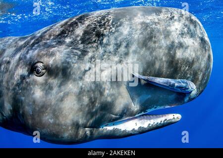 Sperm whale (Physeter macrocephalus) portrait just below surface, with remora fish, Dominica ...
