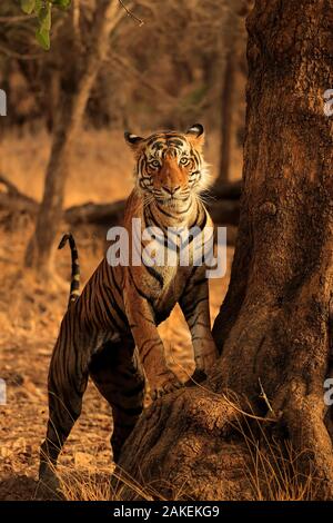 Male tiger on hind legs, big cat, isolated on white Stock Photo - Alamy