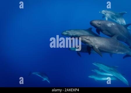 False killer whales (Pseudorca crassidens). The false killer whale ...