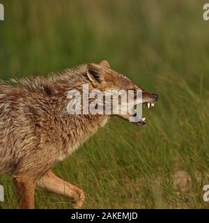 Golden Jackal (Canis aureus) snarling in aggressive posture, Danube Delta, Romania Stock Photo ...