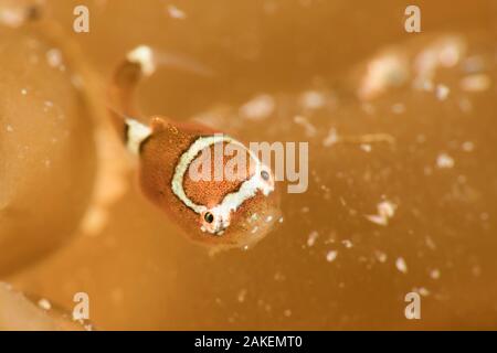 Microscopic view of green algae Stock Photo - Alamy
