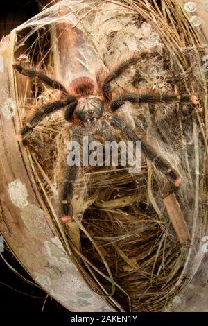 Amazon River: Tarantula spider in the Amazon Rainforest near Manaus ...