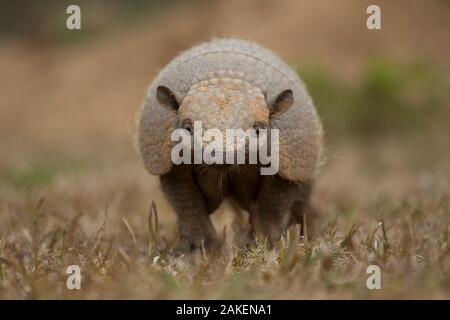7-banded armadillo (Dasypus septemcinctus), Pantanal, Southwestern ...