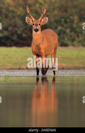 Marsh deer (Blastocerus dichotomus) in Esteros del Ibera, Argentina ...