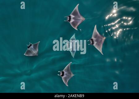 Spinetail devil rays (Mobula mobular) aerial Baja California, Mexico ...