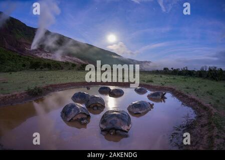 Alcedo giant tortoises (Chelonoidis vandenburghi) and volcanic ...
