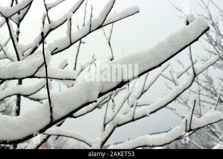 Closeup tree twigs covered with heavy frost of feather-like and needle ...