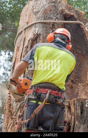 An arborist tree lopper with equipment around his waist, wearing high ...