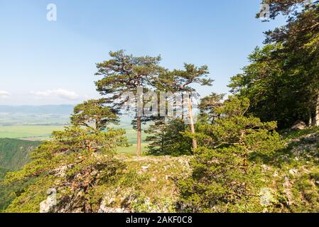 Springtime Velka Fatra mountain bellow Nizne Siprunske sedlo mountain ...