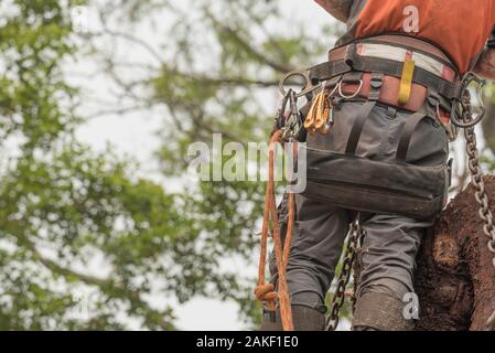 An arborist tree lopper with equipment around his waist, wearing high ...