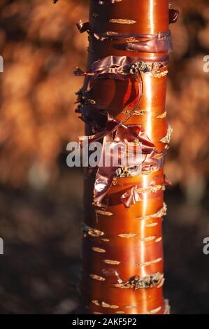 The vivid red bark of Prunus serrula, birch bark cherry, birchbark ...
