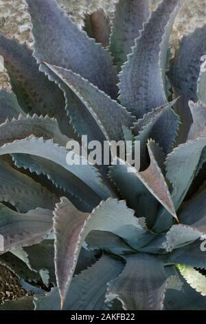 Silver Fox Mangave (Agave Silver Fox Stock Photo - Alamy