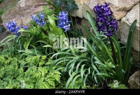 Hyacinth 'Kronos' and Hyacinth ‘Delft Blue’ Stock Photo - Alamy