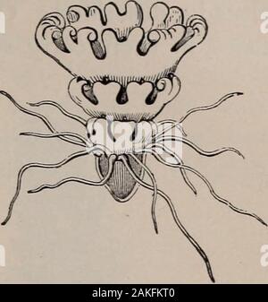 Natural history of animals; . Fig. 474. — Strobilaof Aurelia. Magnified ...