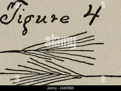 Perin's science of palmistry; a complete and authentic treatise . No. 8 ...