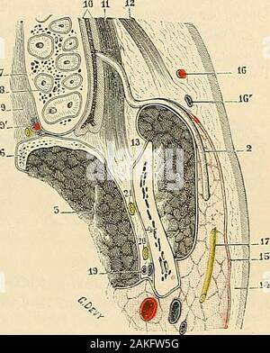 Traité d'anatomie humaine . plus développé; il se présente sous la ...