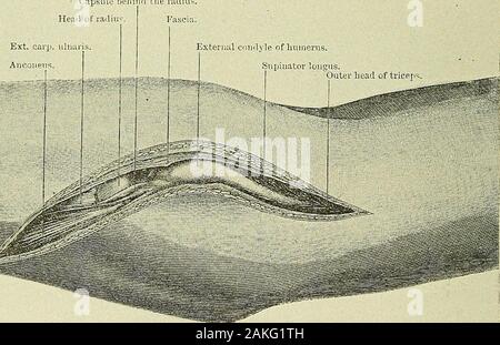. A manual of operative surgery . Posterior posterior. FIG. 138 ...