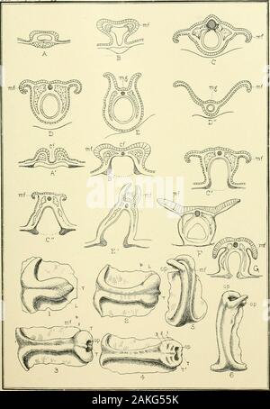 . Journal of morphology. 2. 5^ Stock Photo - Alamy