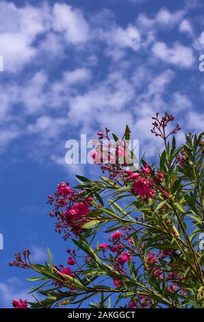 Scarlet flowers of spring oleander against a blue sky with white clouds ...