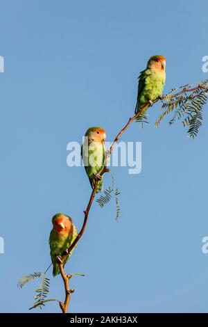 Rosy-faced lovebirds (Agapornis roseicollis), two juveniles, South-east ...