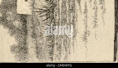 The Great Pyramid, from the plain Stock Photo - Alamy