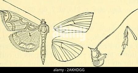 Moths . n ; a sinuous black-edged submarginal white band from costa to ...