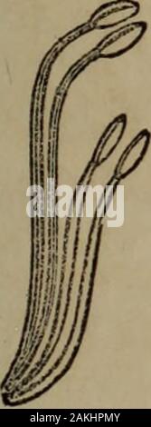 . Botany of the southern states. In two parts. Botany. Pectinate leaf ...