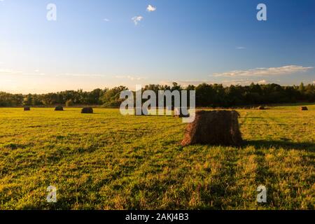 field with haystacks at sunset in early autumn evening Stock Photo - Alamy