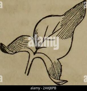 Botany of the Southern states . Sagittate leaf. Hastate leaf. Cuneate ...