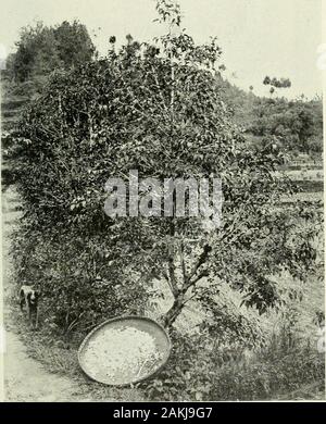 The little tree are planted in the wood wicker and lay down on the rope ...