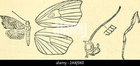 Moths . n ; a sinuous black-edged submarginal white band from costa to ...